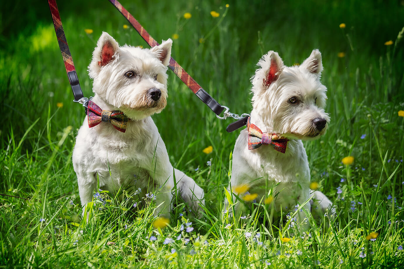 Scottish Tweed & Leather Specialist in Helensburgh, Scotland – Tweedie ...